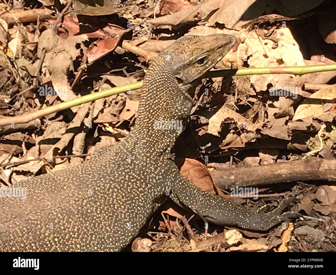 Clouded Monitor (Varanus nebulosus Stock Photo - Alamy