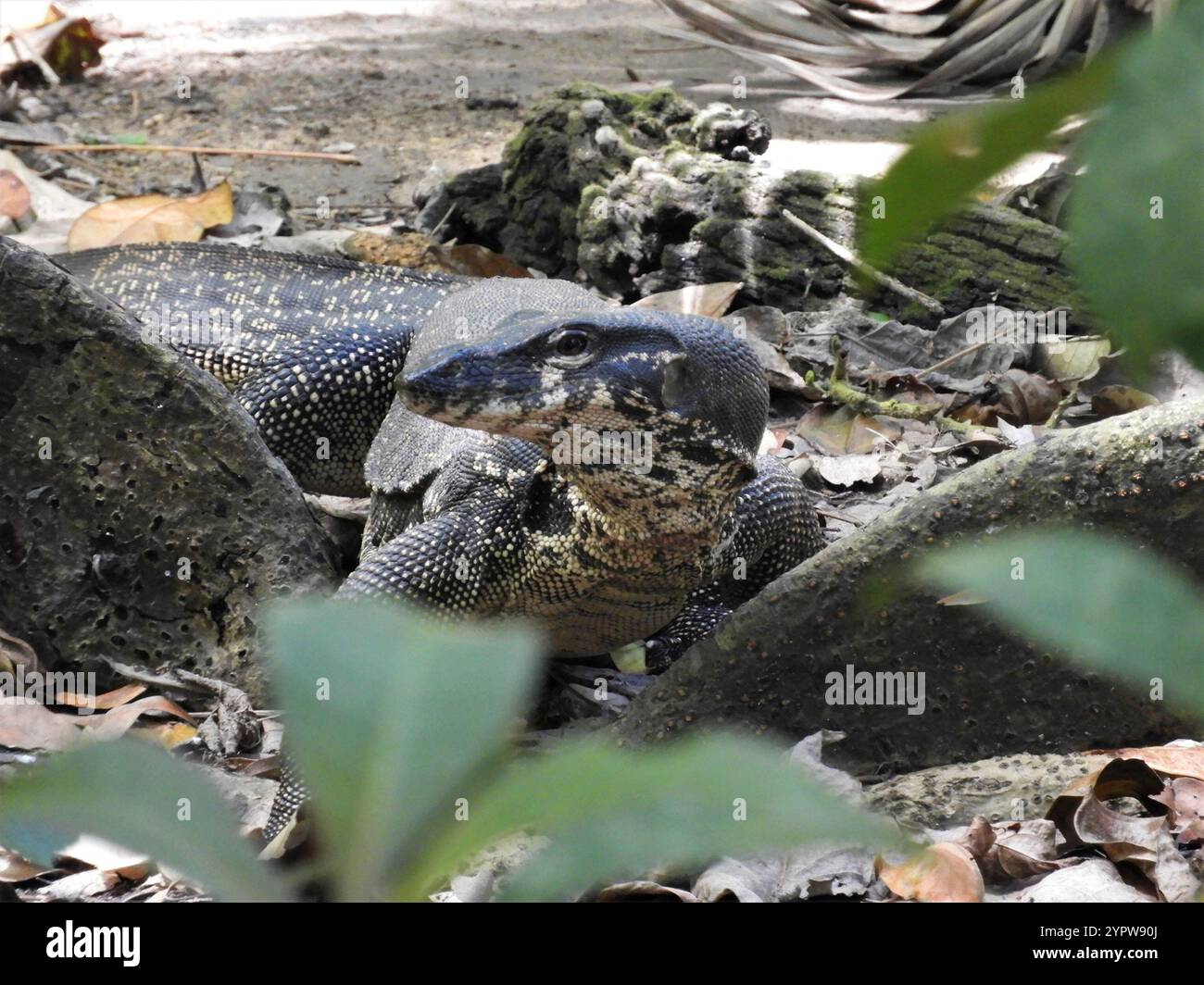 Palawan monitor varanus palawanensis hi-res stock photography and ...