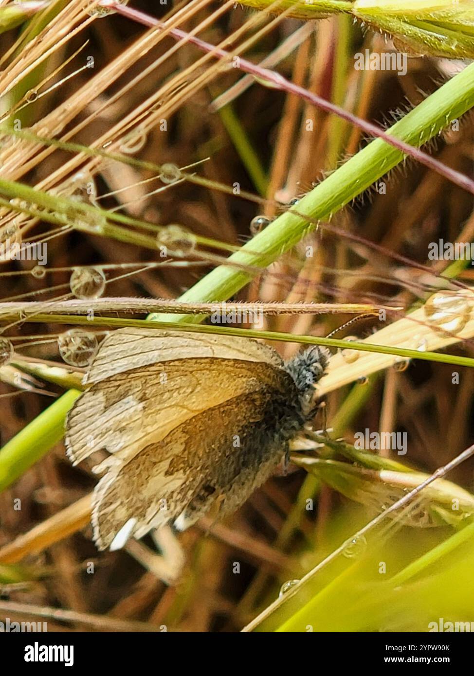 Common Ringlet (Coenonympha california Stock Photo - Alamy