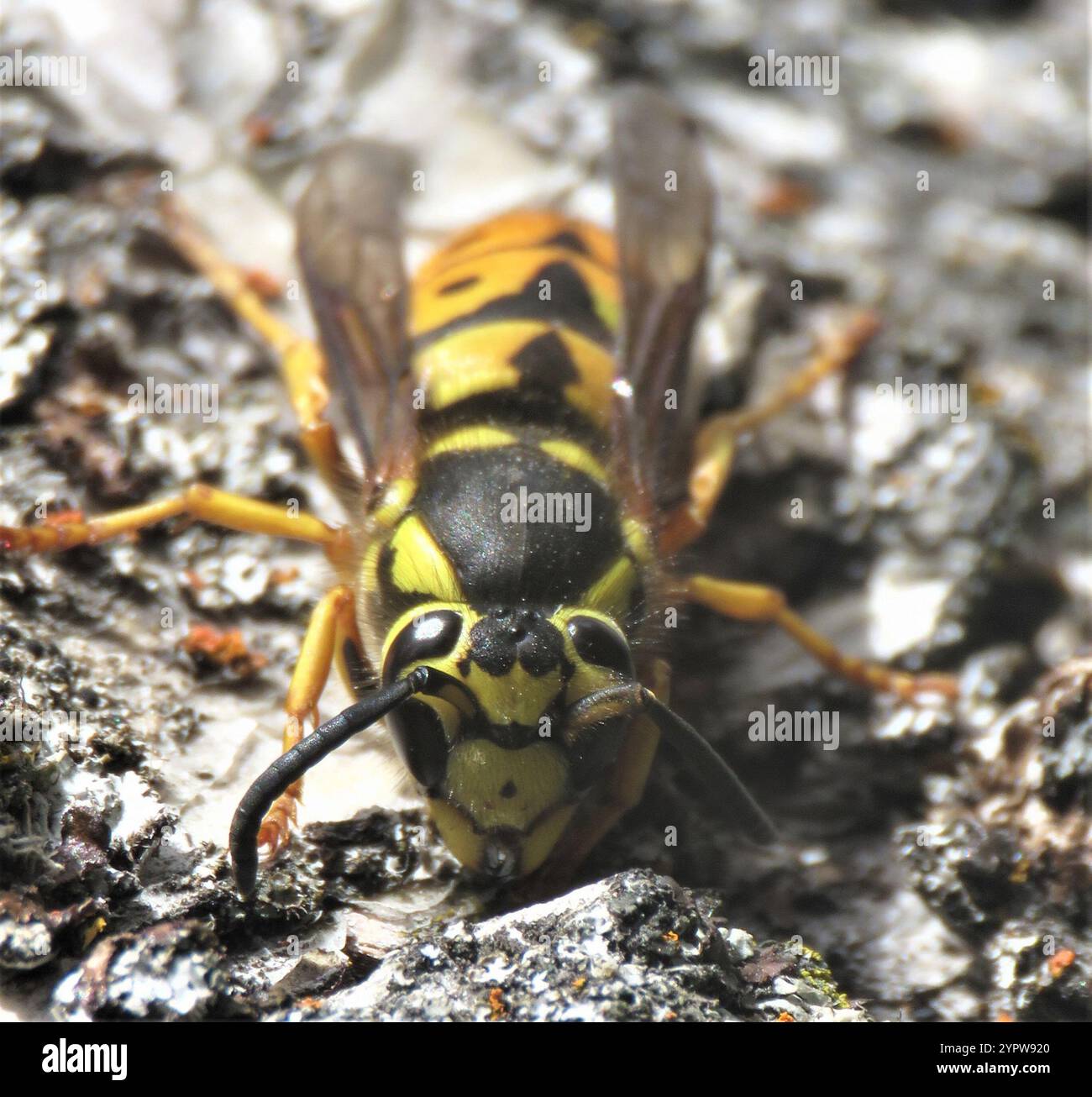 Western Yellowjacket (Vespula pensylvanica Stock Photo - Alamy