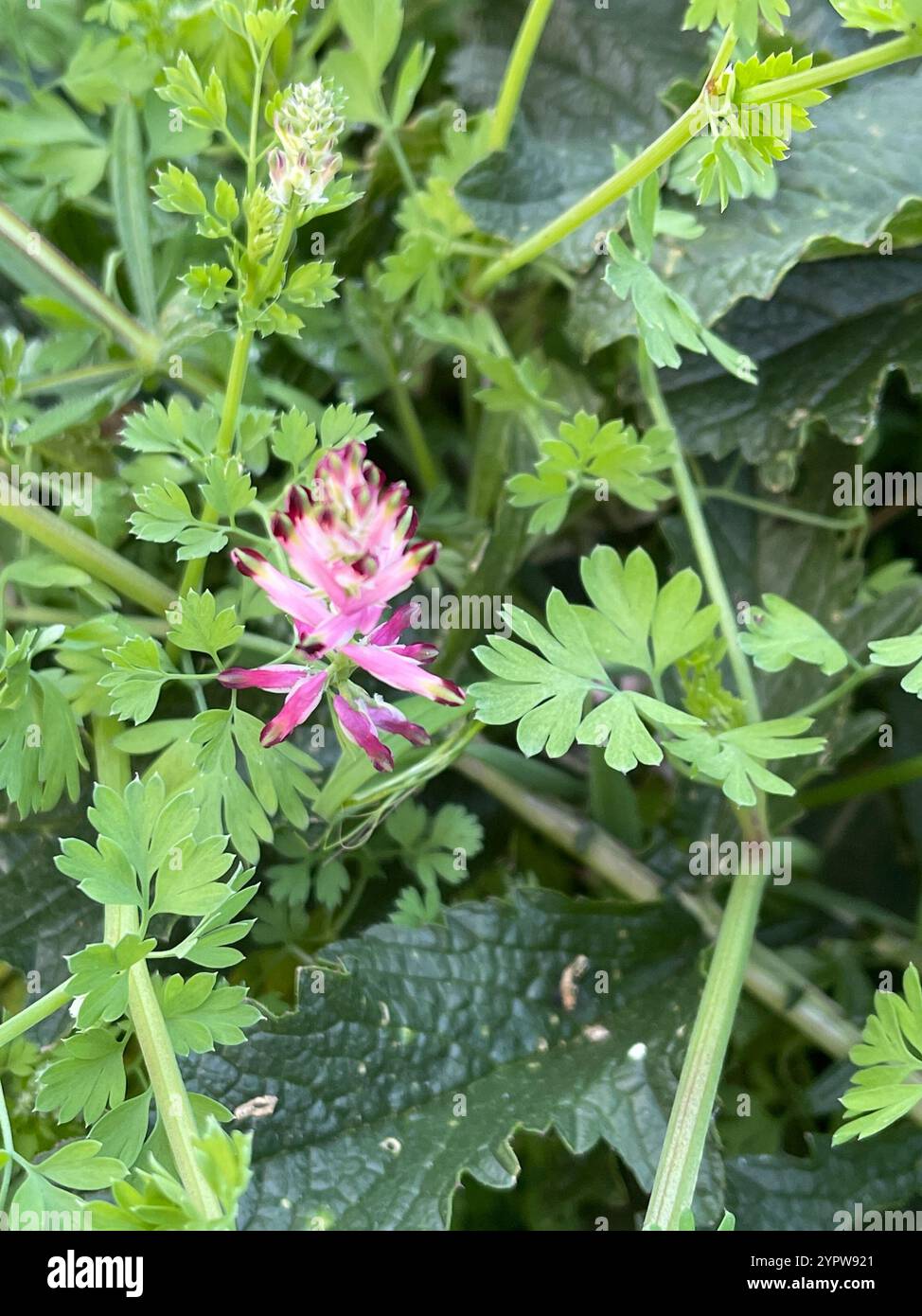 Common Fumitory (Fumaria officinalis Stock Photo - Alamy