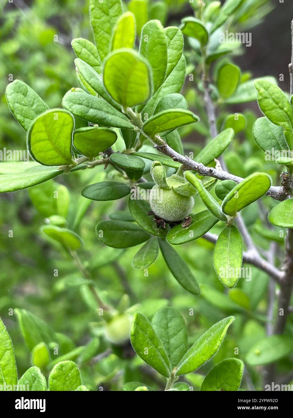 Texas Persimmon (Diospyros texana Stock Photo - Alamy