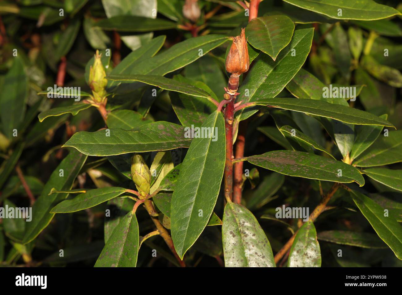 Common Rhododendron (Rhododendron ponticum Stock Photo - Alamy