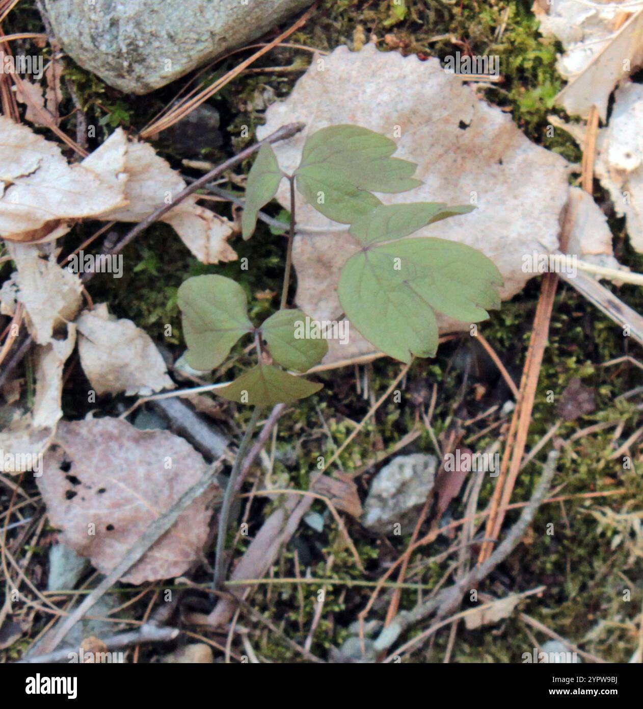 early blue cohosh (Caulophyllum giganteum Stock Photo - Alamy