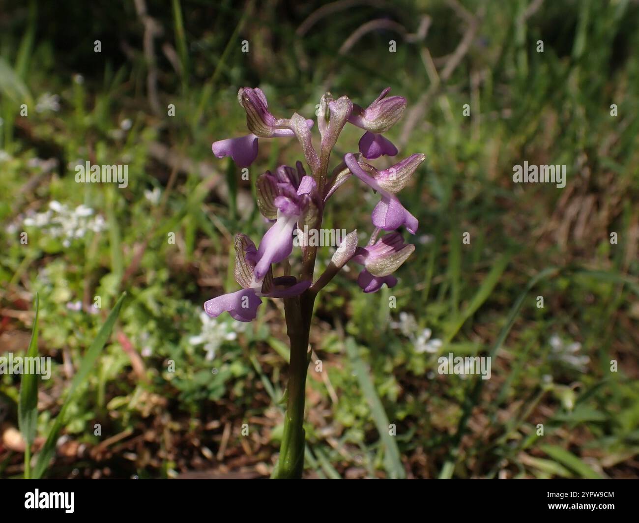 Syrian Green-winged Orchid (Anacamptis morio syriaca Stock Photo - Alamy