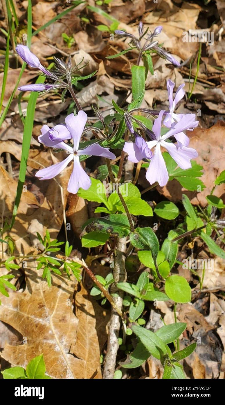 blue phlox (Phlox divaricata Stock Photo - Alamy