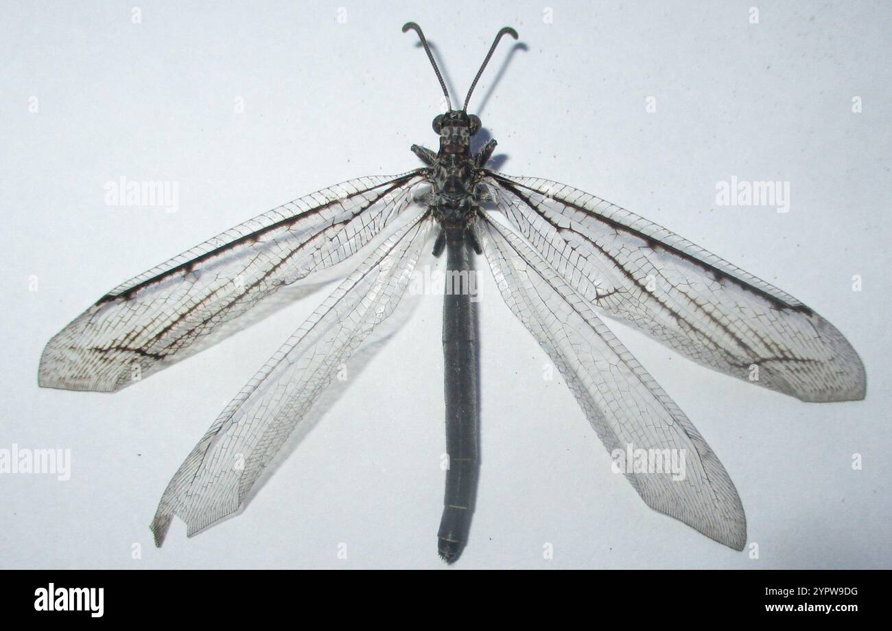 Pit trapping antlions hi-res stock photography and images - Alamy