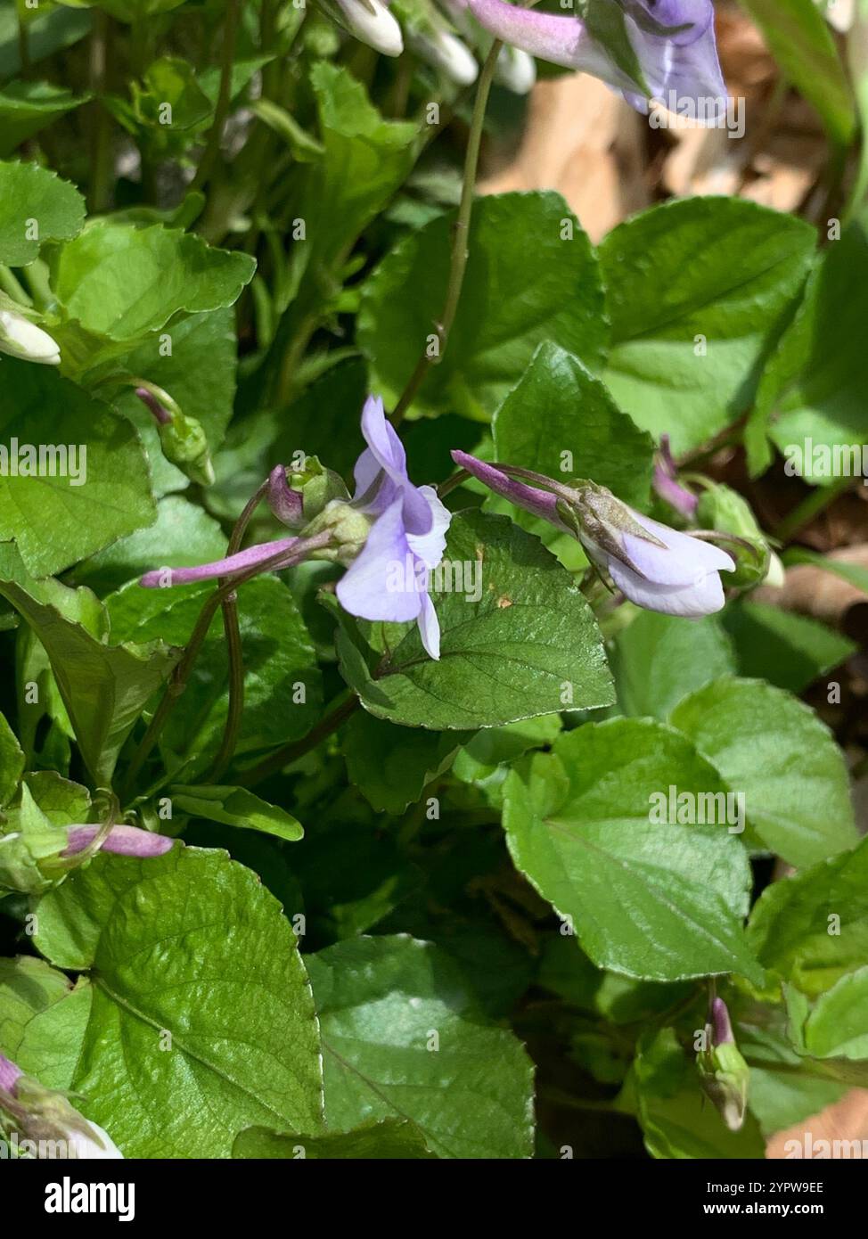 Long-spurred violet (Viola rostrata Stock Photo - Alamy