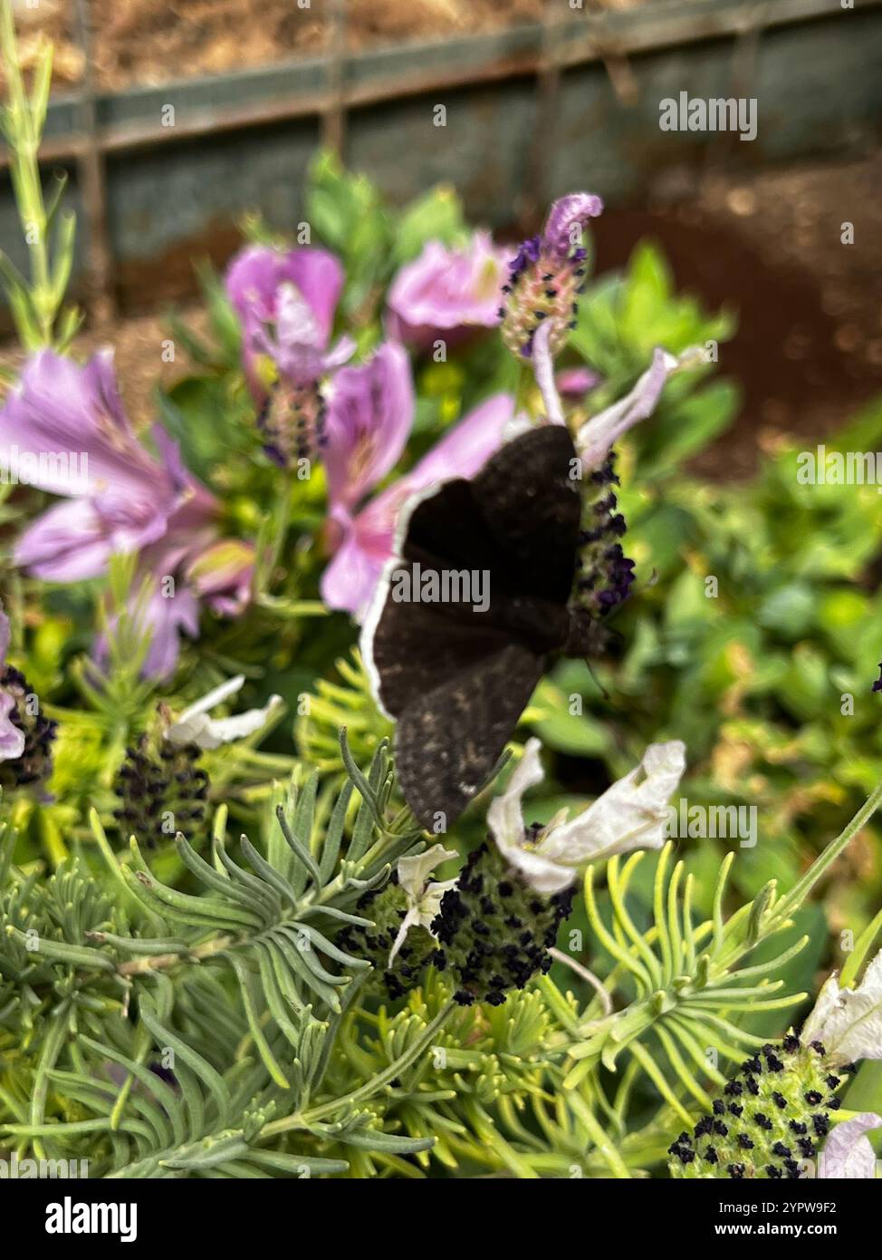 Funereal Duskywing (Erynnis funeralis Stock Photo - Alamy