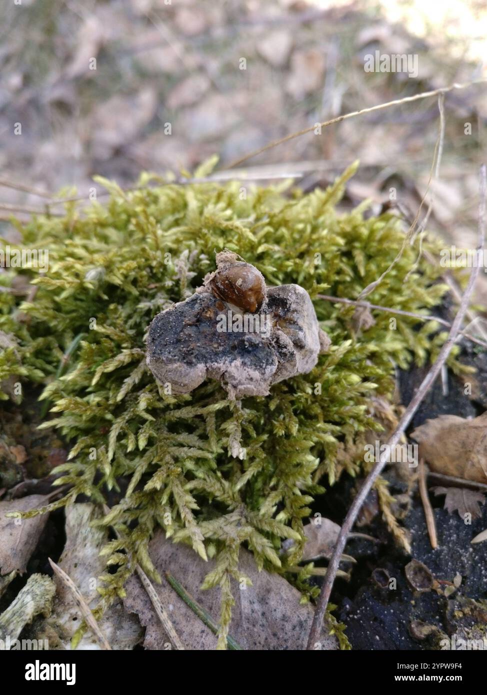 Wolf's Milk (Lycogala epidendrum Stock Photo - Alamy