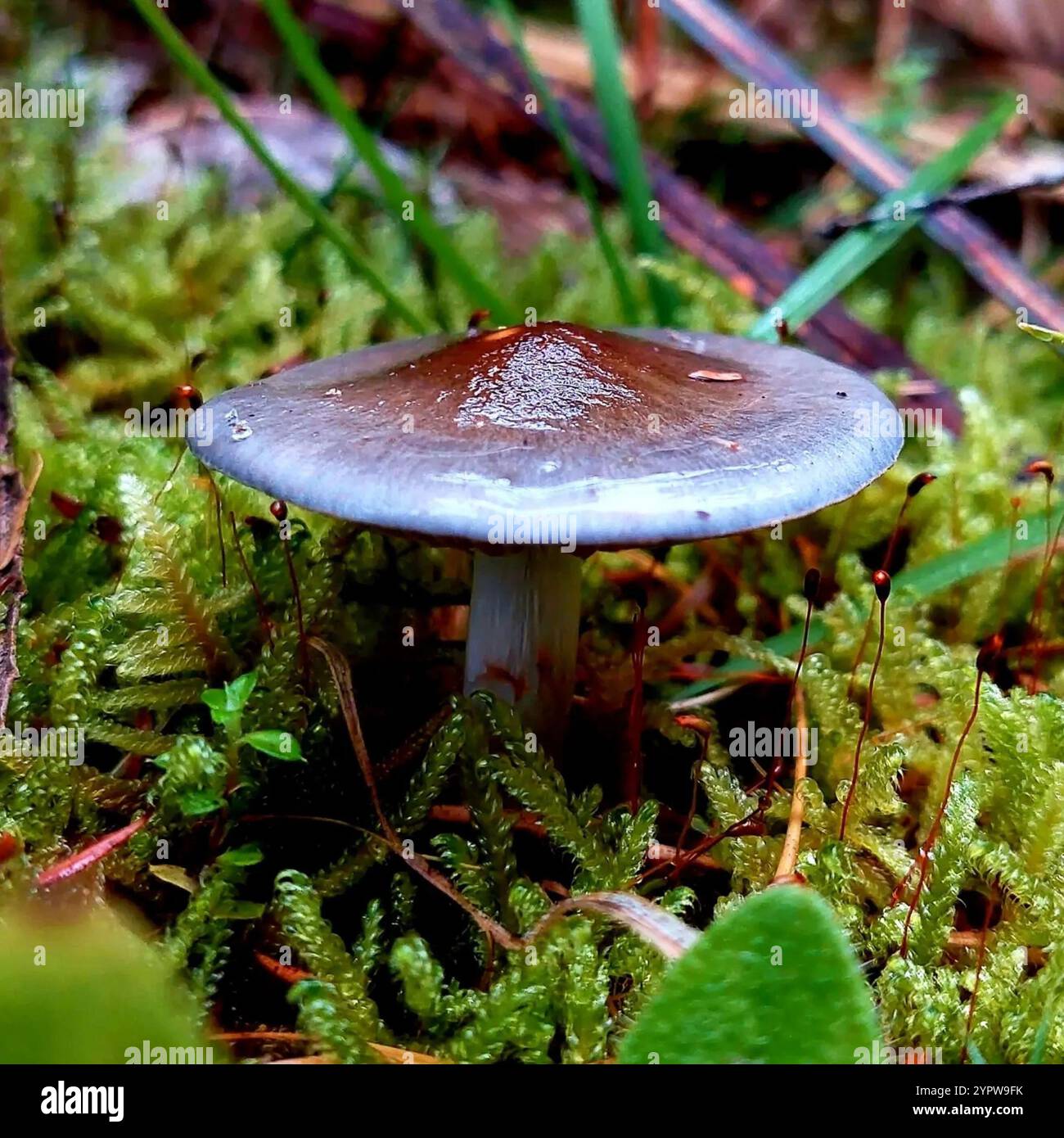 elegant blue webcap (Cortinarius rotundisporus Stock Photo - Alamy