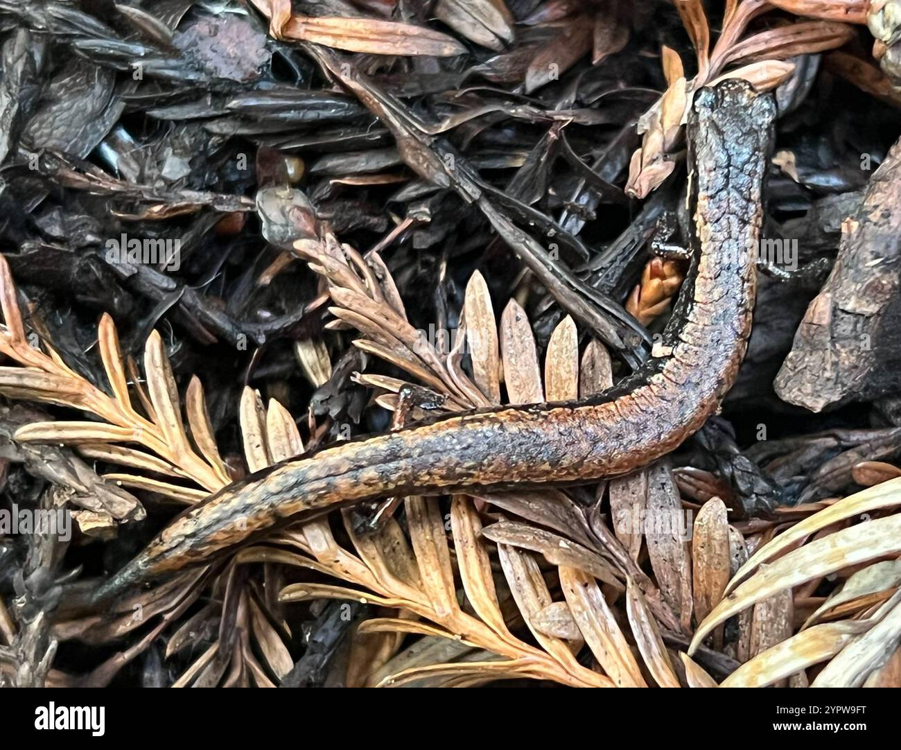 California Slender Salamander (Batrachoseps attenuatus Stock Photo - Alamy