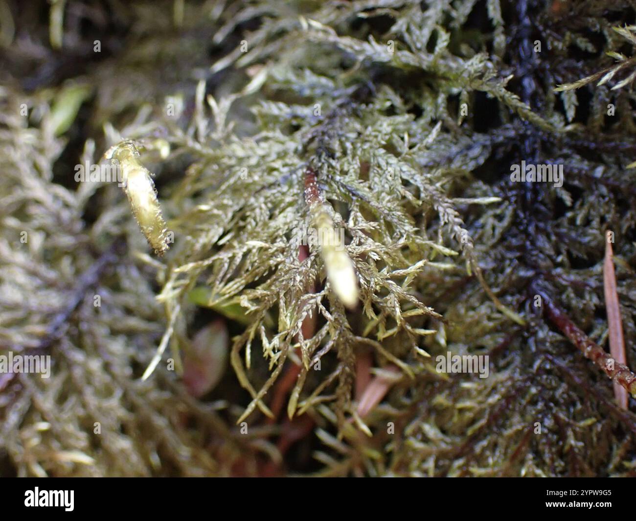 stairstep moss (Hylocomium splendens Stock Photo - Alamy