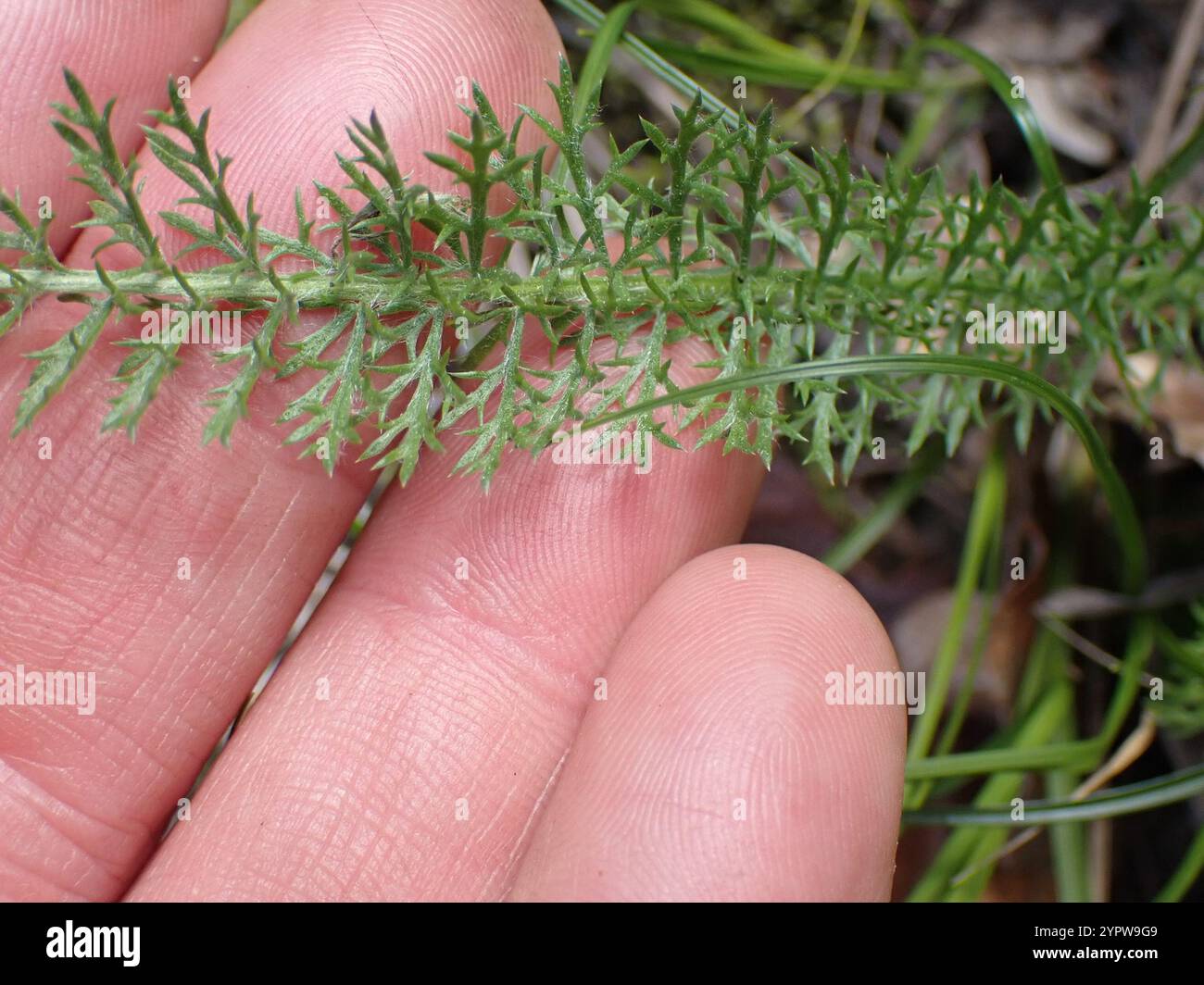 common yarrow complex (Achillea millefolium Stock Photo - Alamy