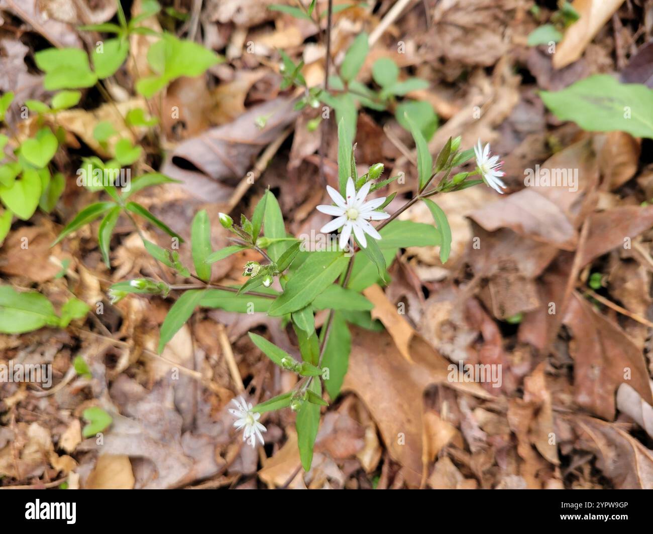 star chickweed (Stellaria pubera Stock Photo - Alamy