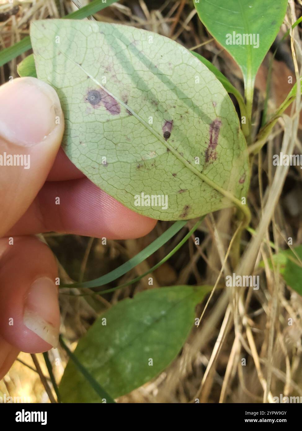 Kanono (Coprosma grandifolia Stock Photo - Alamy