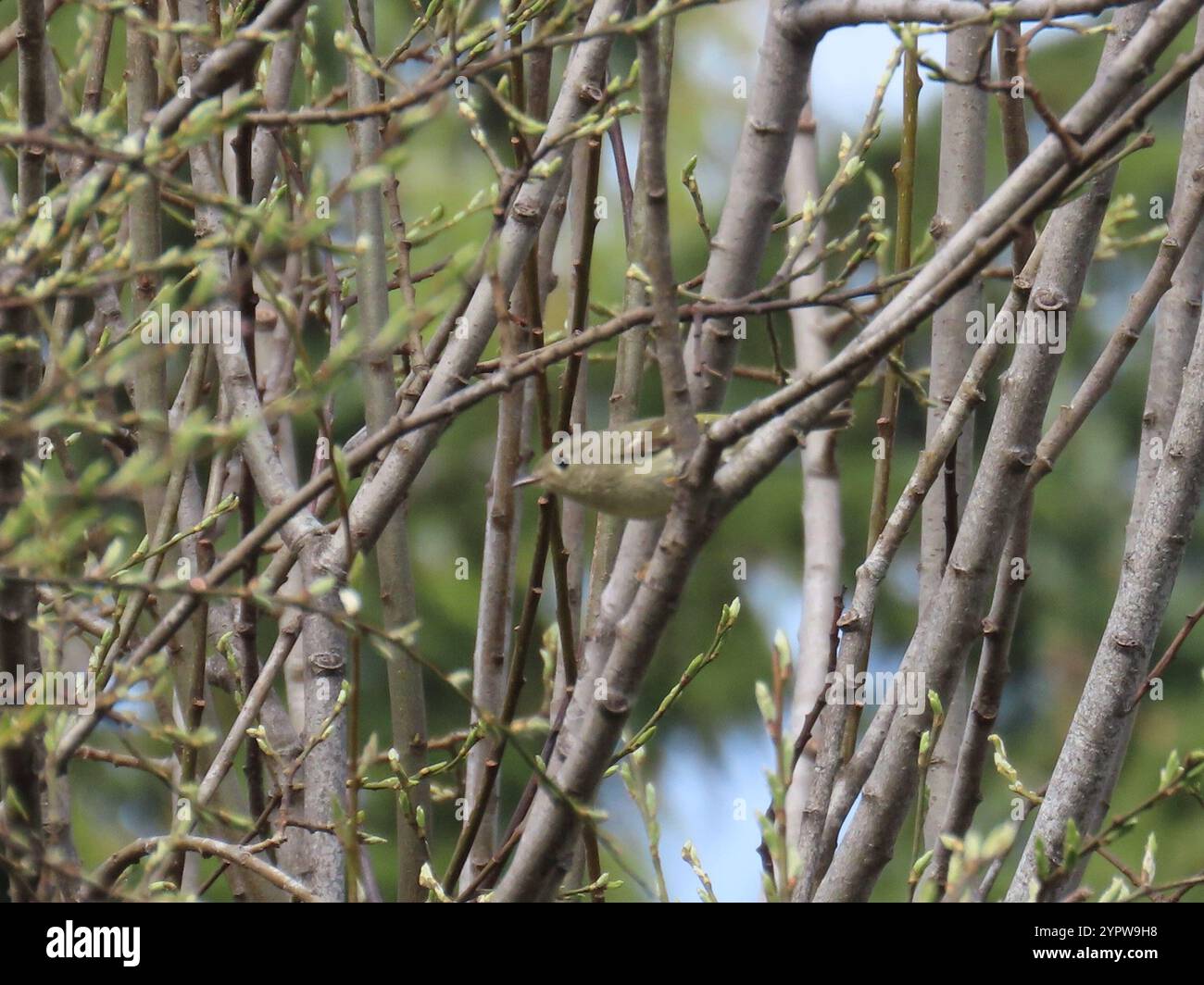 Perching Birds (Passeriformes Stock Photo - Alamy