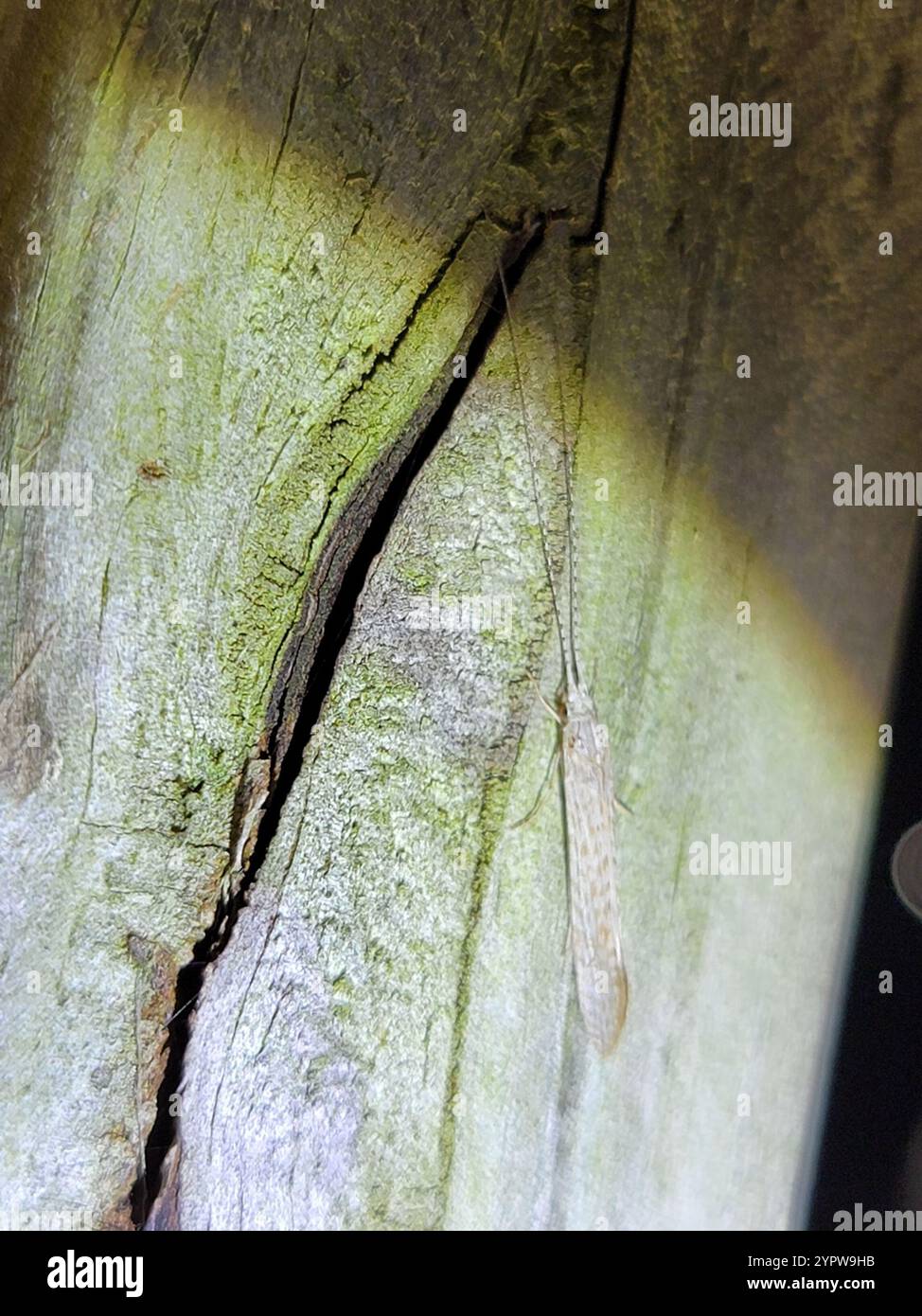White Miller Caddisflies (Nectopsyche Stock Photo - Alamy