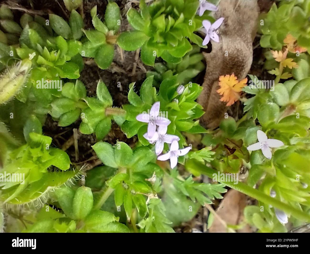Field madder (Sherardia arvensis Stock Photo - Alamy