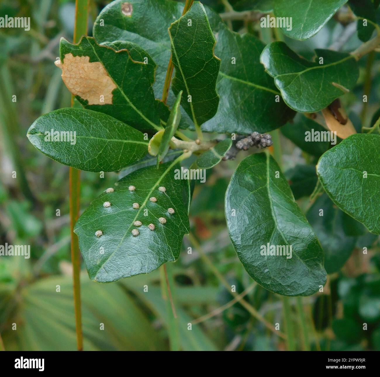Gall and Rust Mites (Eriophyidae Stock Photo - Alamy