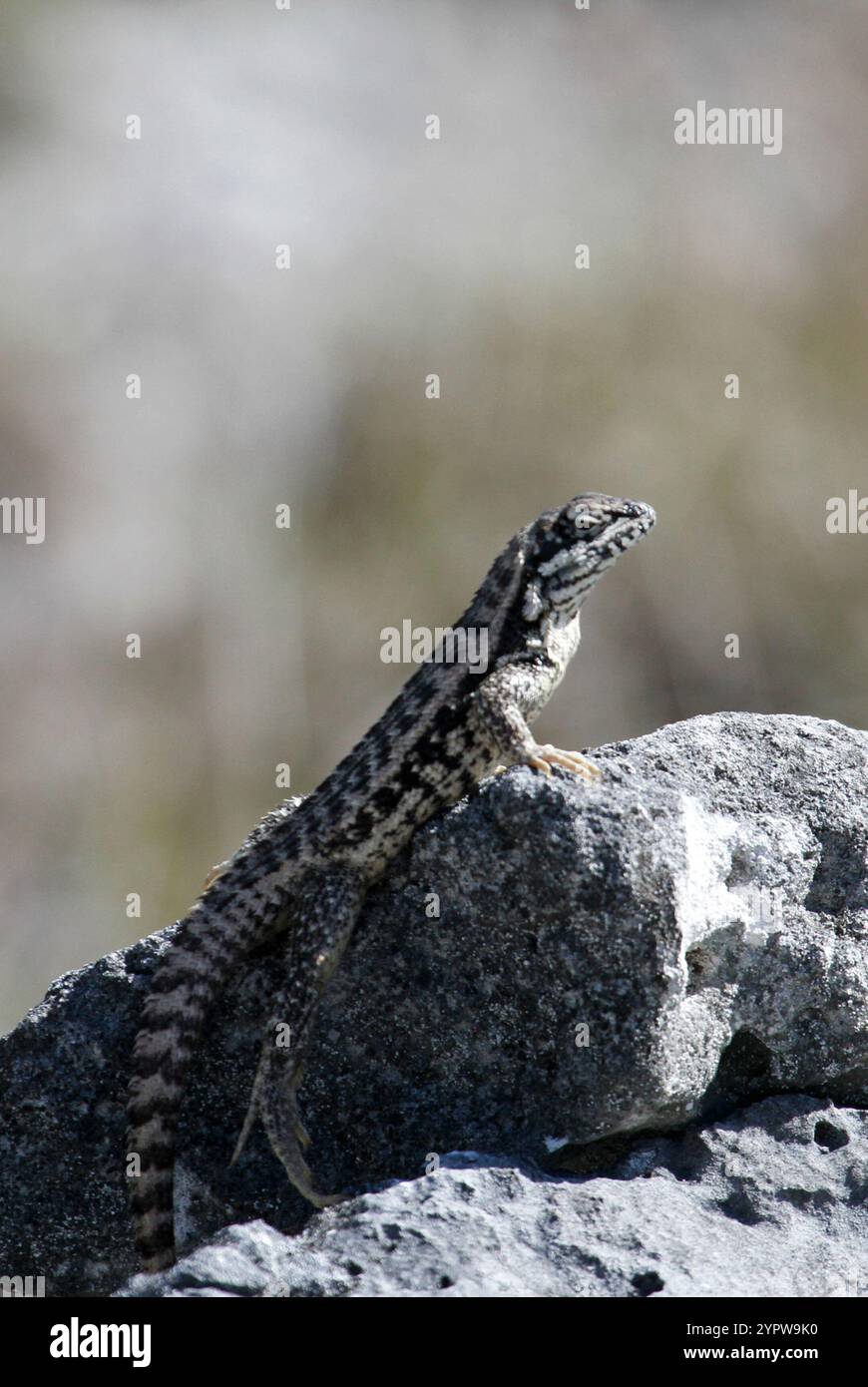 Northern curly tailed lizard leiocephalus carinatus hi-res stock ...