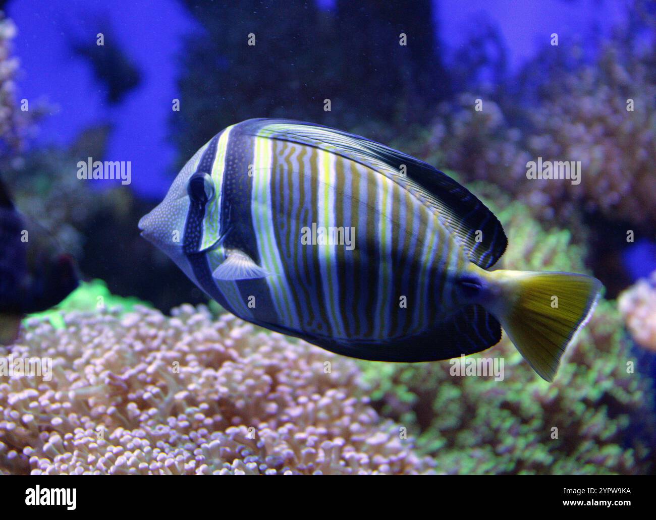 Purple sailfinned tang hi-res stock photography and images - Alamy