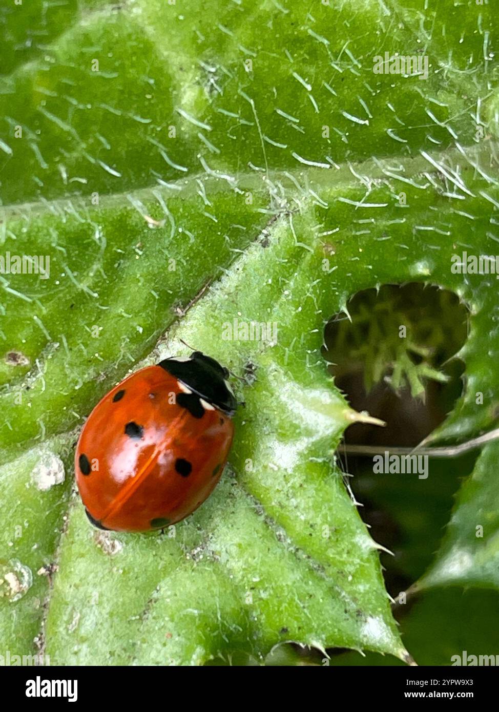 Seven-spotted Lady Beetle (Coccinella septempunctata Stock Photo - Alamy