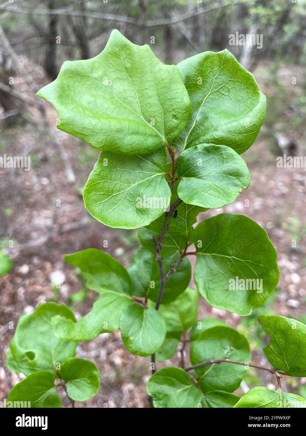 Platanifolius hi-res stock photography and images - Alamy