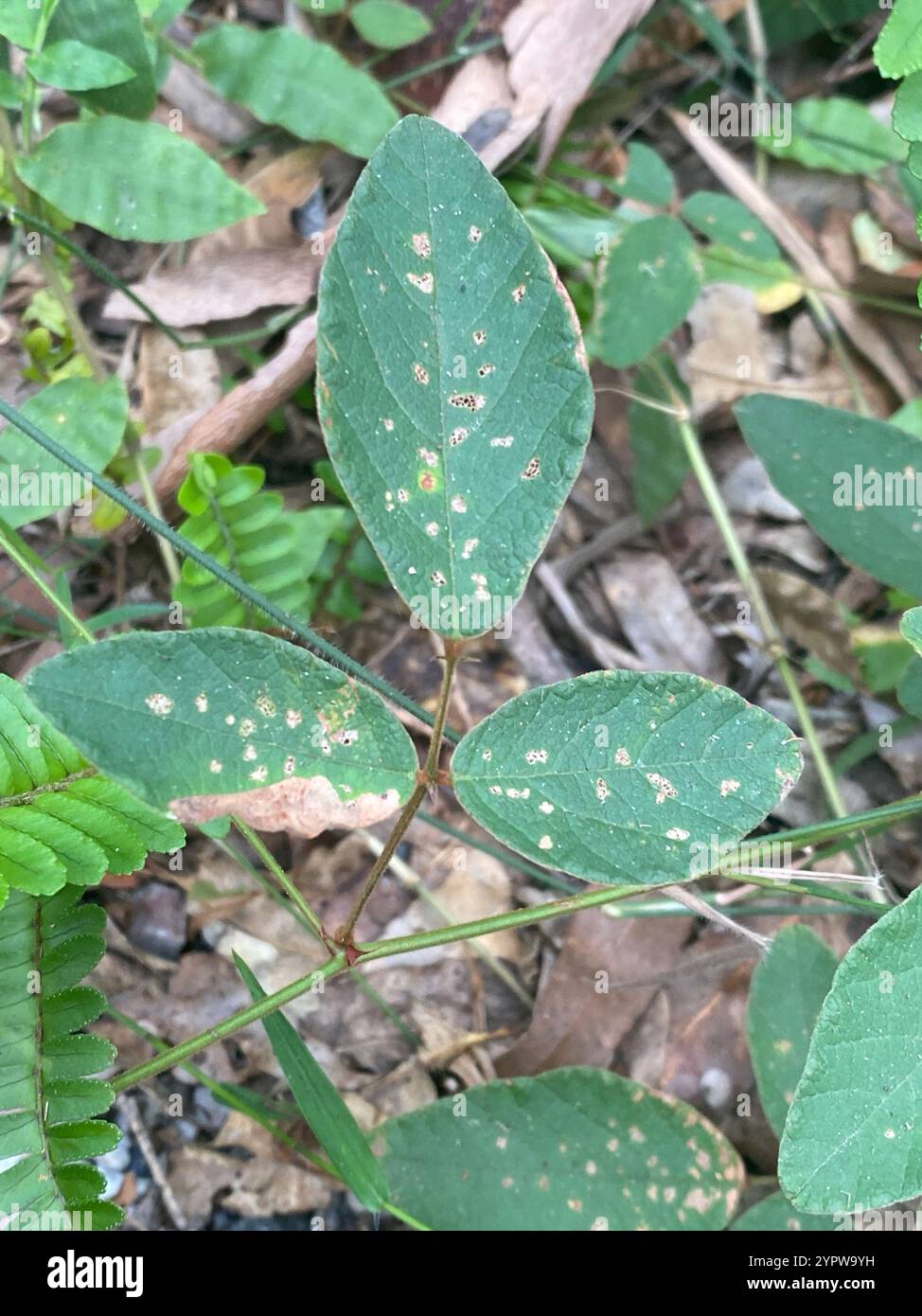 Rusty tick-trefoil (Desmodium rhytidophyllum Stock Photo - Alamy