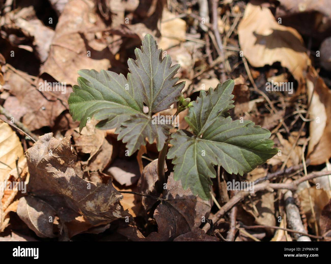 Two-leaved Toothwort (Cardamine diphylla Stock Photo - Alamy