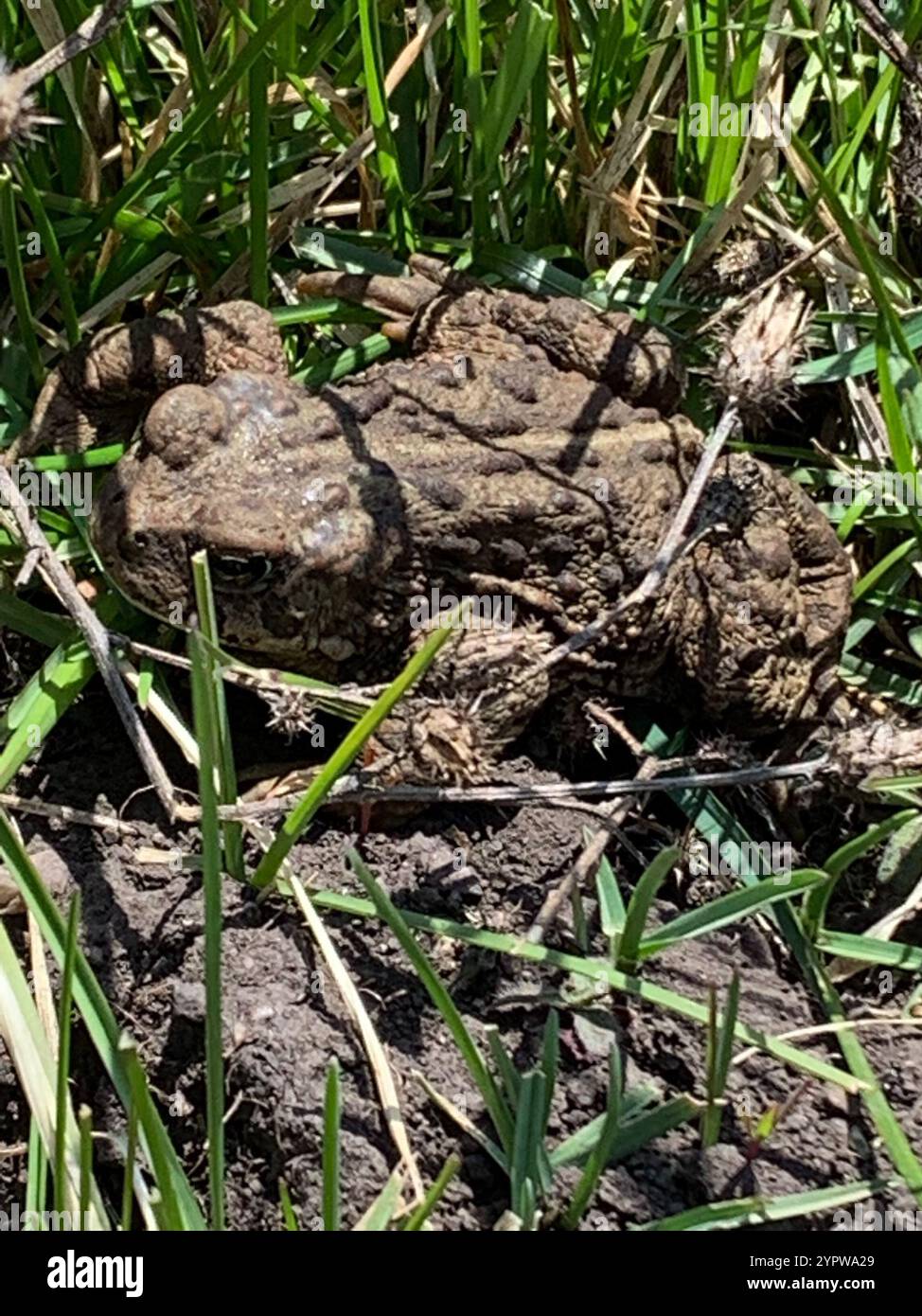 Western Toad (Anaxyrus boreas Stock Photo - Alamy