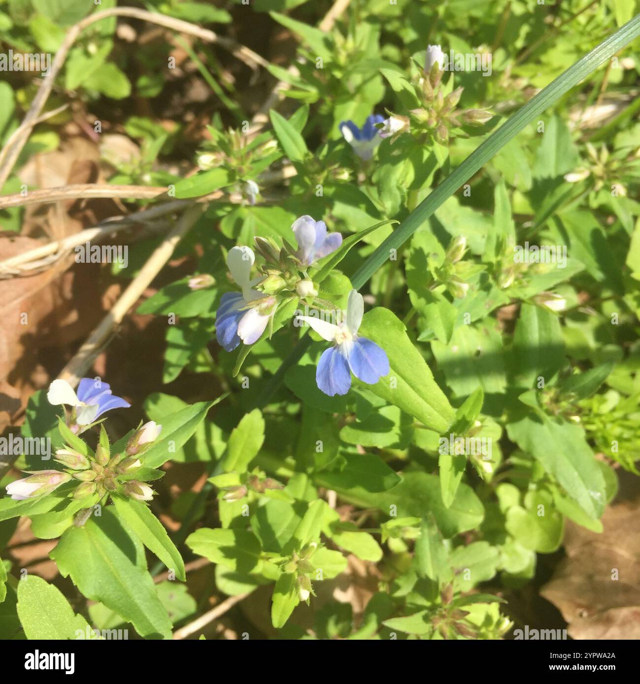 spring blue-eyed Mary (Collinsia verna Stock Photo - Alamy