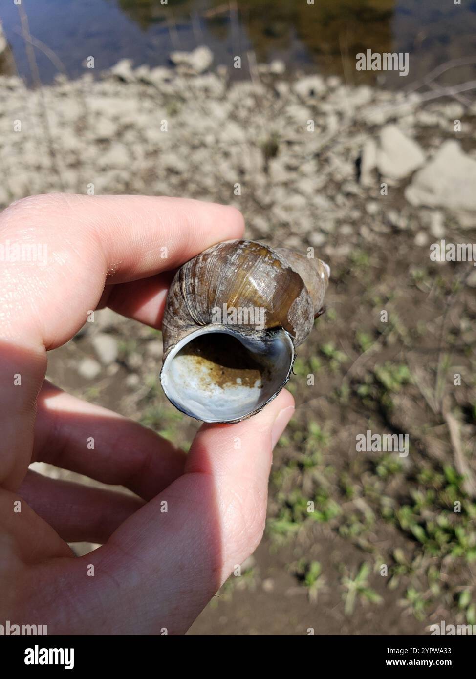 Chinese Mystery Snail (Cipangopaludina chinensis Stock Photo - Alamy