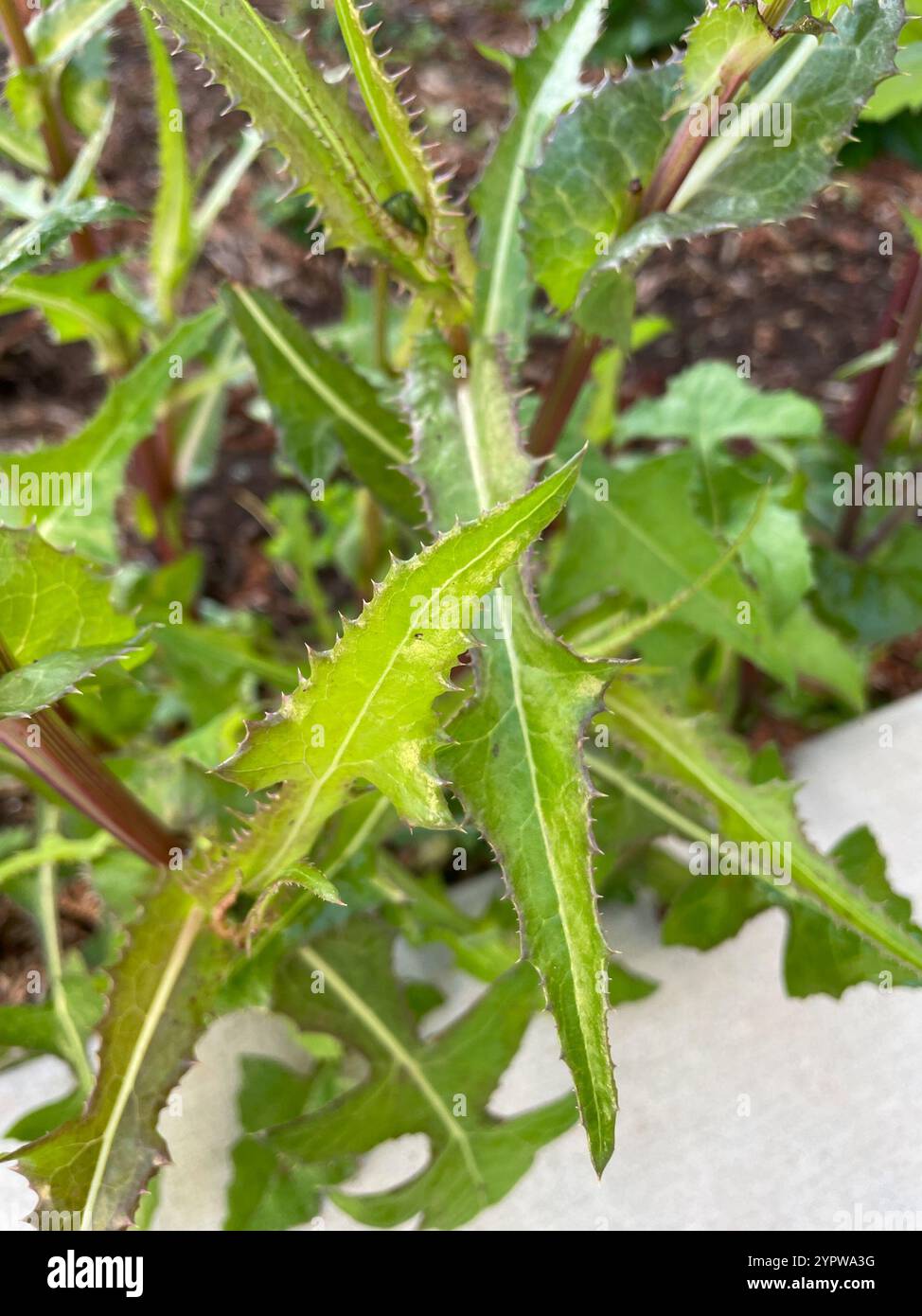 Common Sow-thistle (Sonchus oleraceus Stock Photo - Alamy