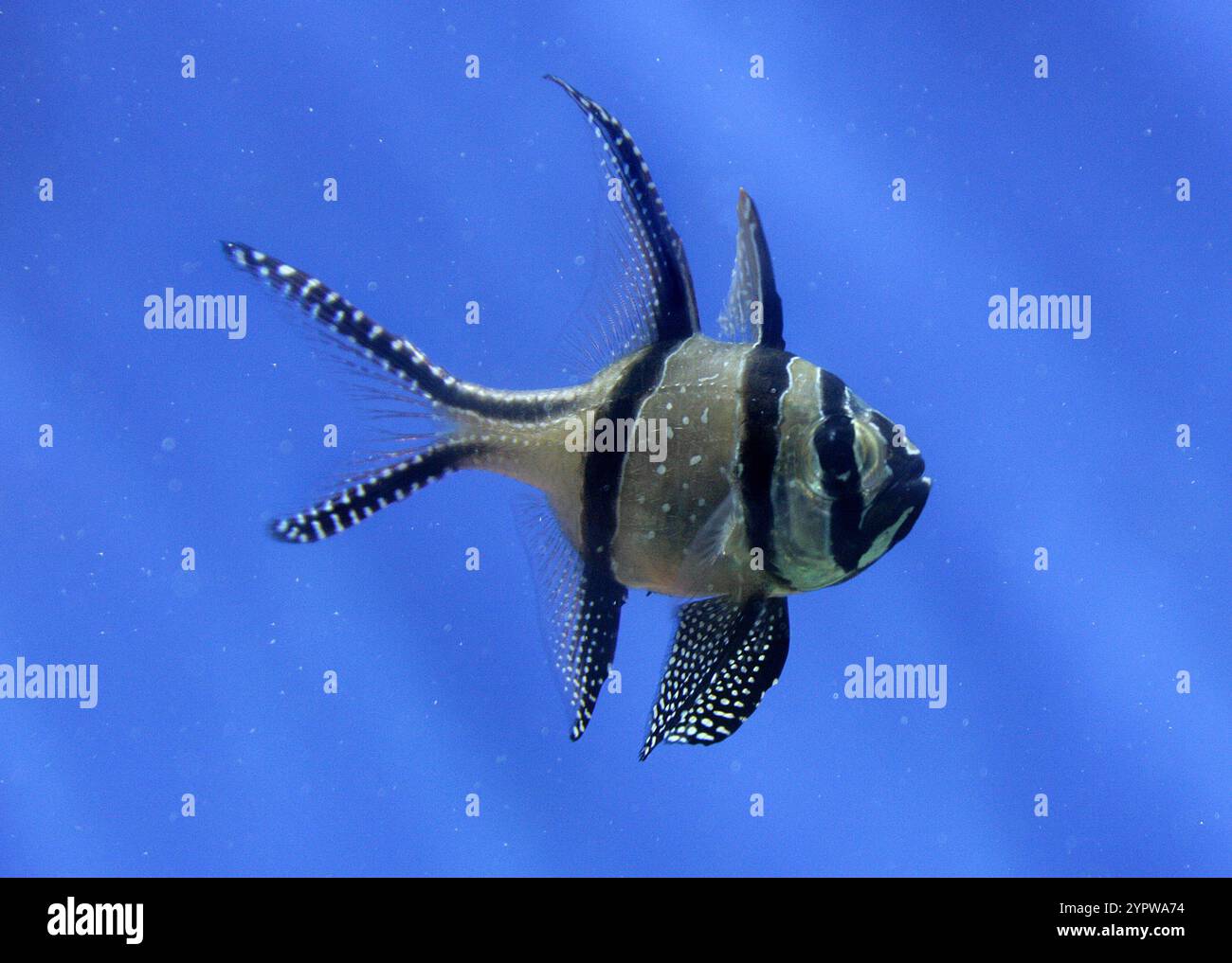 Banggai cardinalfish hi-res stock photography and images - Alamy
