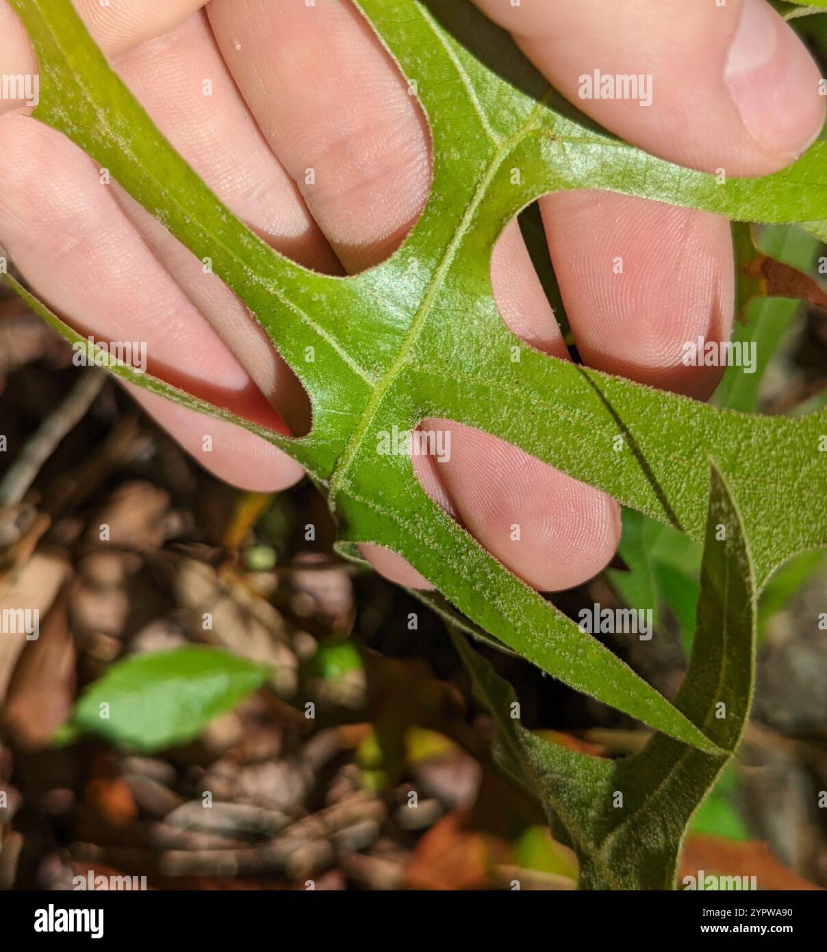 American turkey oak (Quercus laevis Stock Photo - Alamy