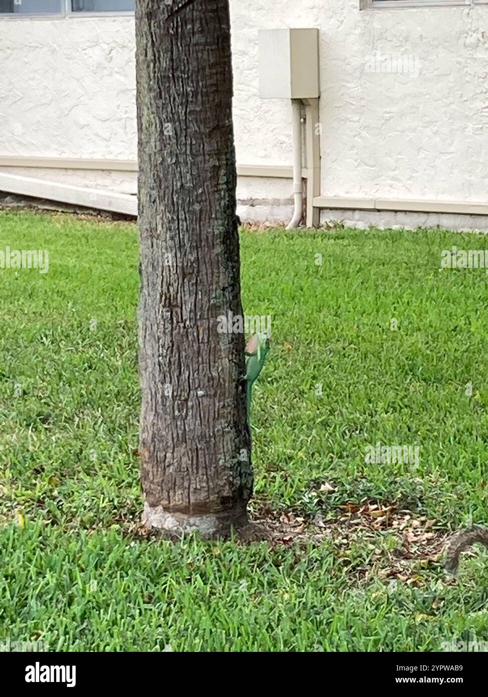 Knight Anole (Anolis equestris Stock Photo - Alamy