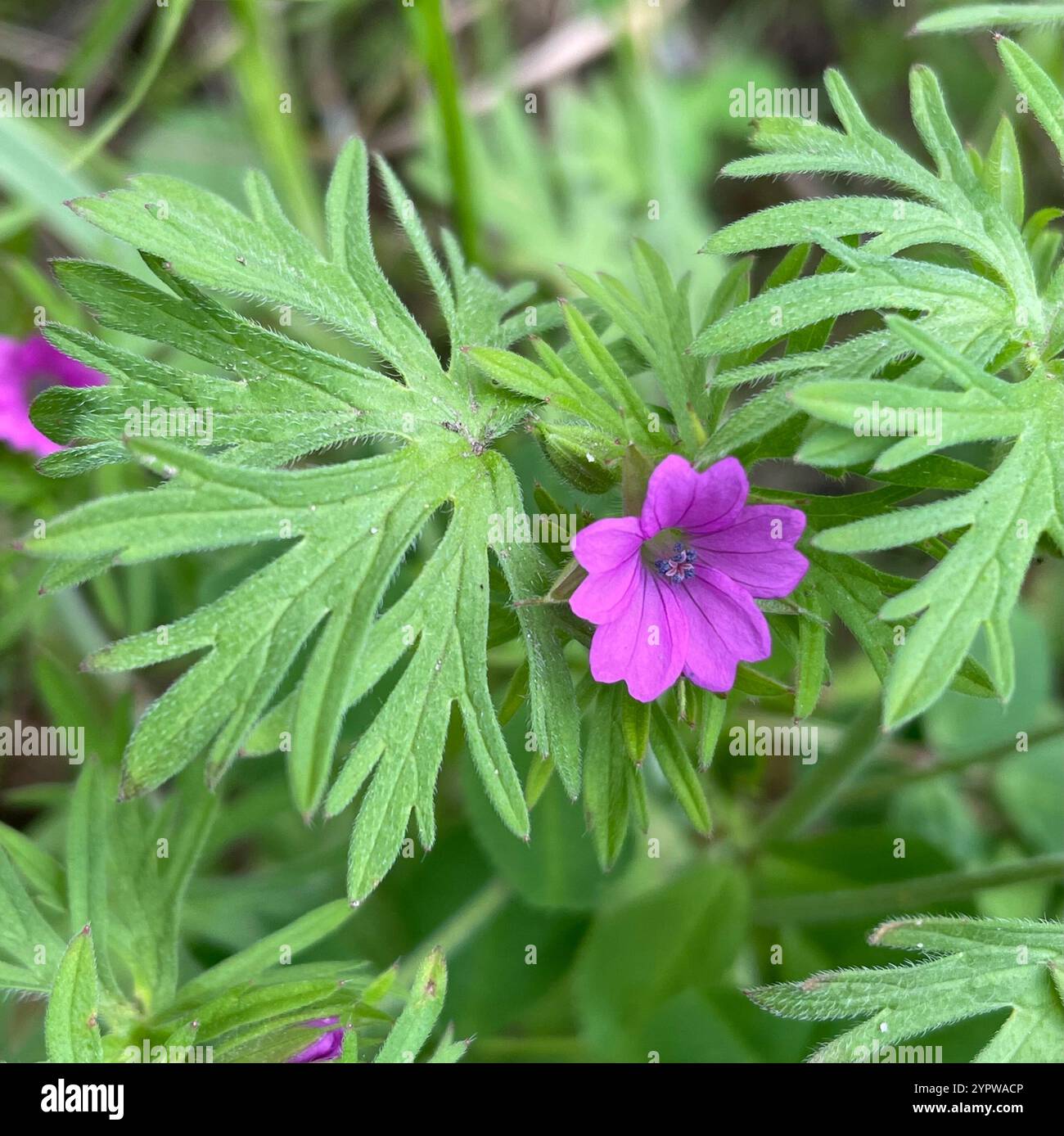 Cut-leaved crane's-bill (Geranium dissectum Stock Photo - Alamy