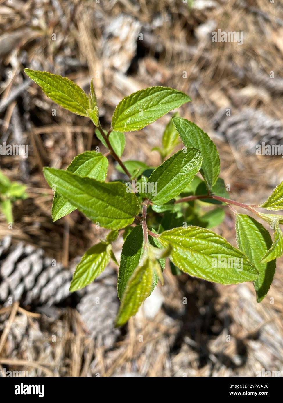 common New Jersey tea (Ceanothus americanus americanus Stock Photo - Alamy