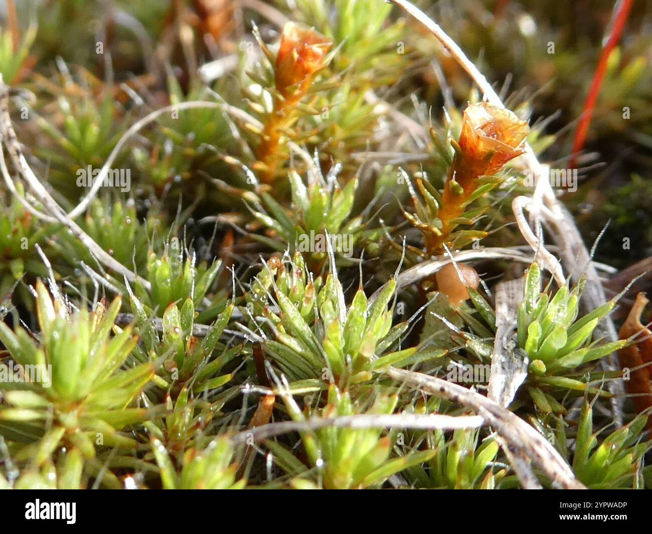 bristly haircap moss (Polytrichum piliferum Stock Photo - Alamy