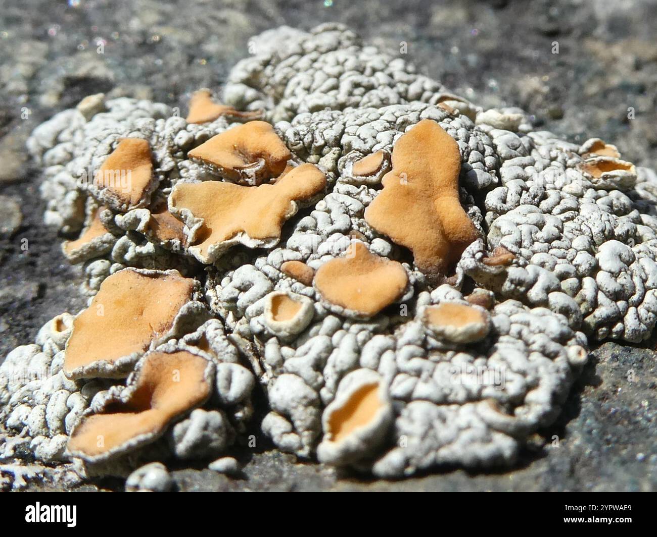 Scattered Rock-posy Lichen (Rhizoplaca subdiscrepans Stock Photo - Alamy