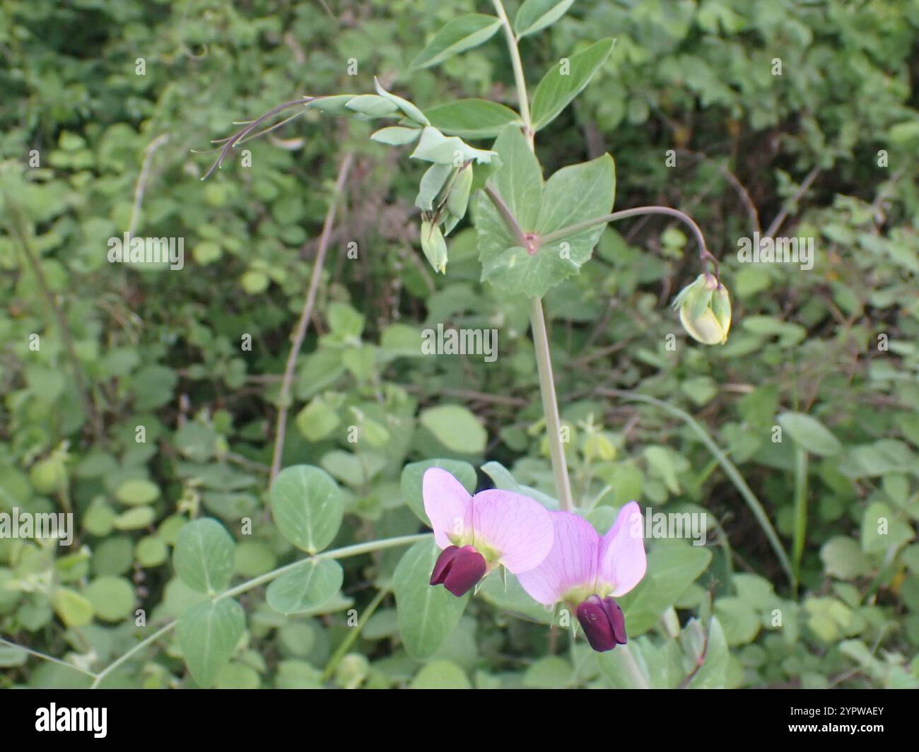 Common Pea (Pisum sativum Stock Photo - Alamy