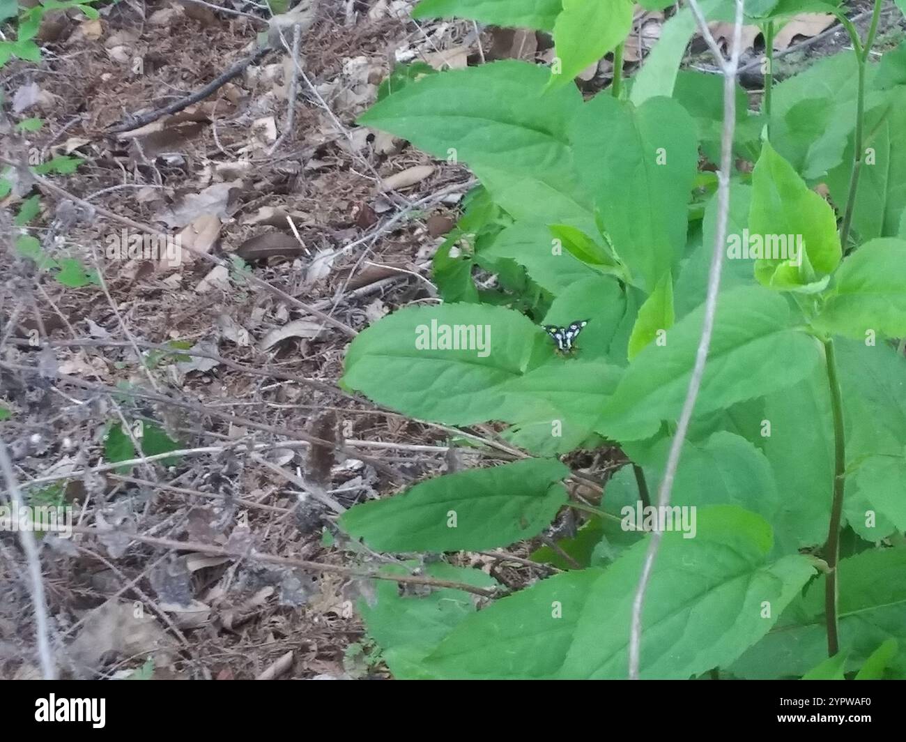 Eight-spotted Forester Moth (Alypia octomaculata Stock Photo - Alamy