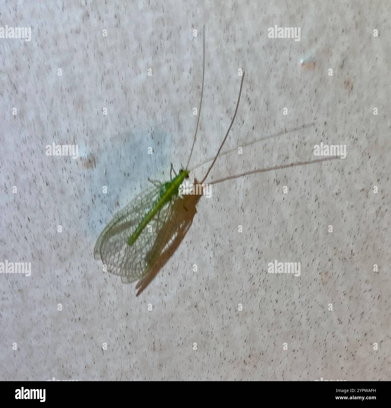 Mallada hi-res stock photography and images - Alamy