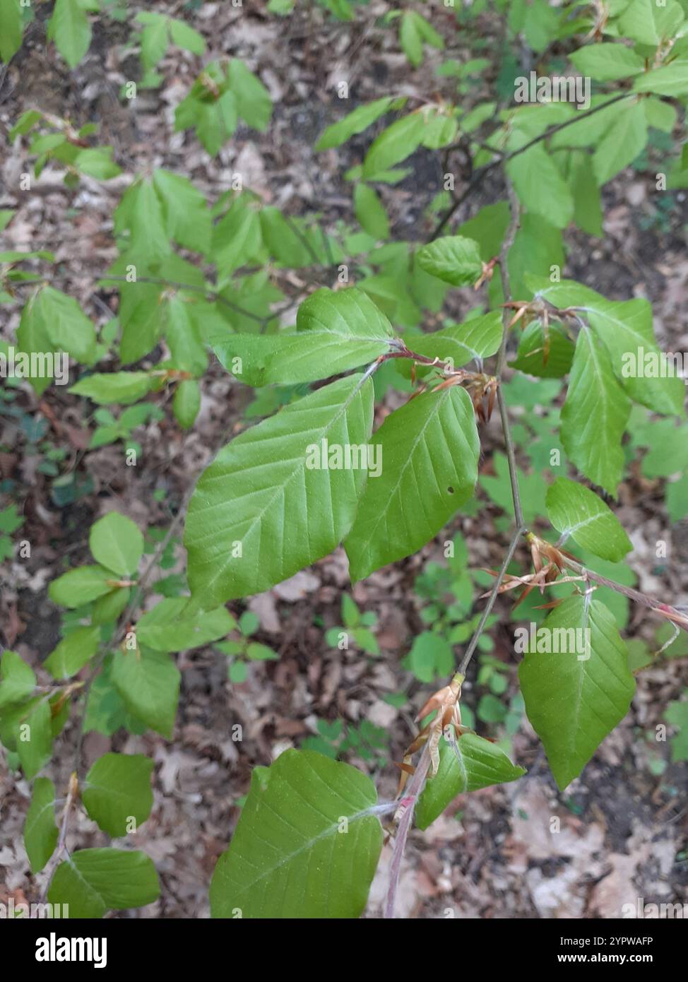 European beech (Fagus sylvatica Stock Photo - Alamy