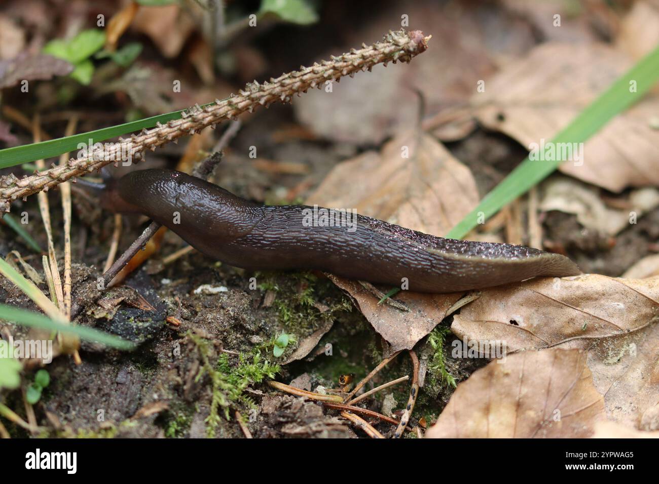 Ash-black Slug (Limax cinereoniger Stock Photo - Alamy