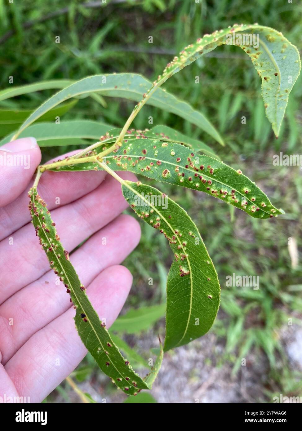 Aculus tetanothrix hi-res stock photography and images - Alamy