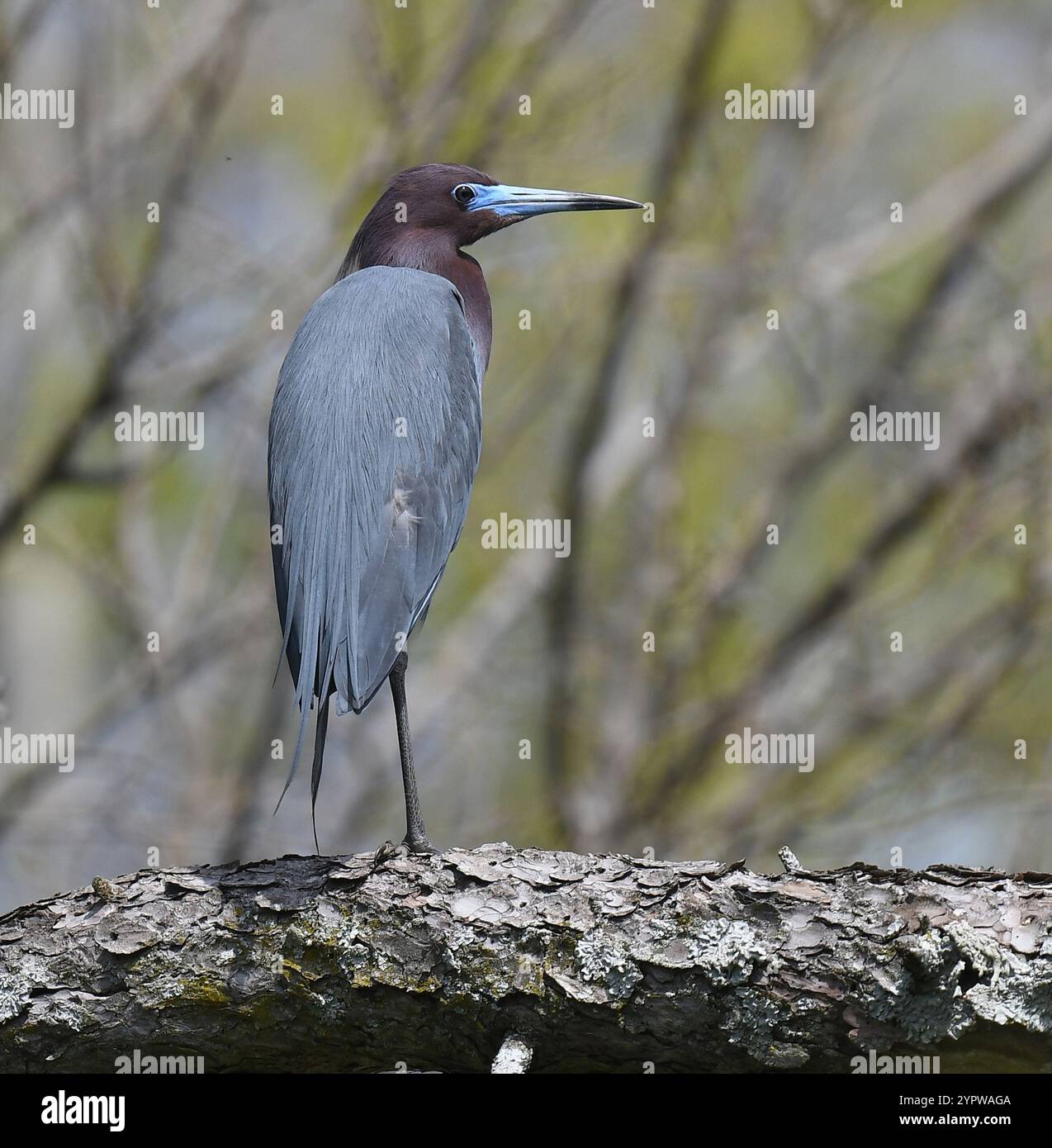 Little Blue Heron (Egretta caerulea Stock Photo - Alamy
