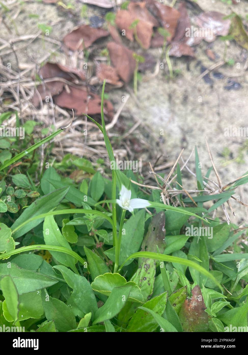 whitetop sedge (Rhynchospora colorata Stock Photo - Alamy