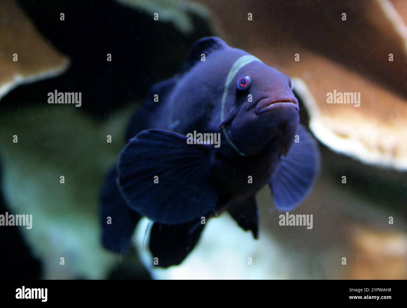 Spine-cheeked Anemonefish or Maroon Clownfish, Premnas biaculeatus ...